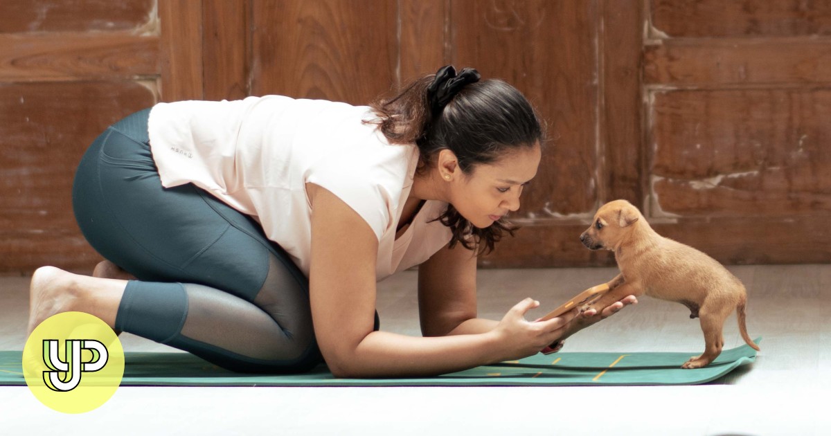 Study Buddy (Challenger): ‘Paw-ga’ sessions teach yoga with shelter ...