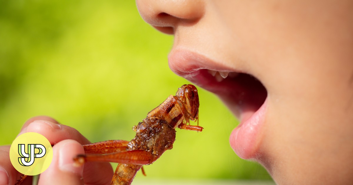 Your Voice: Why you should eat bugs; overtourism and the downside of ...