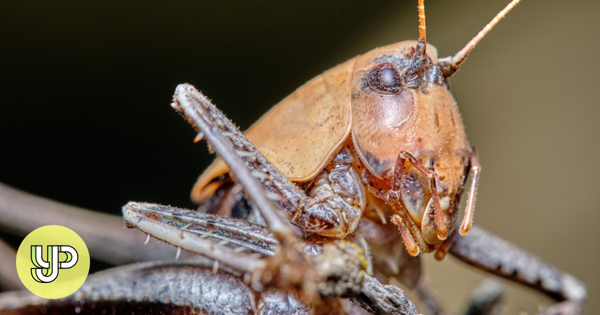 US town invaded by millions of crickets - Young Post | South China ...
