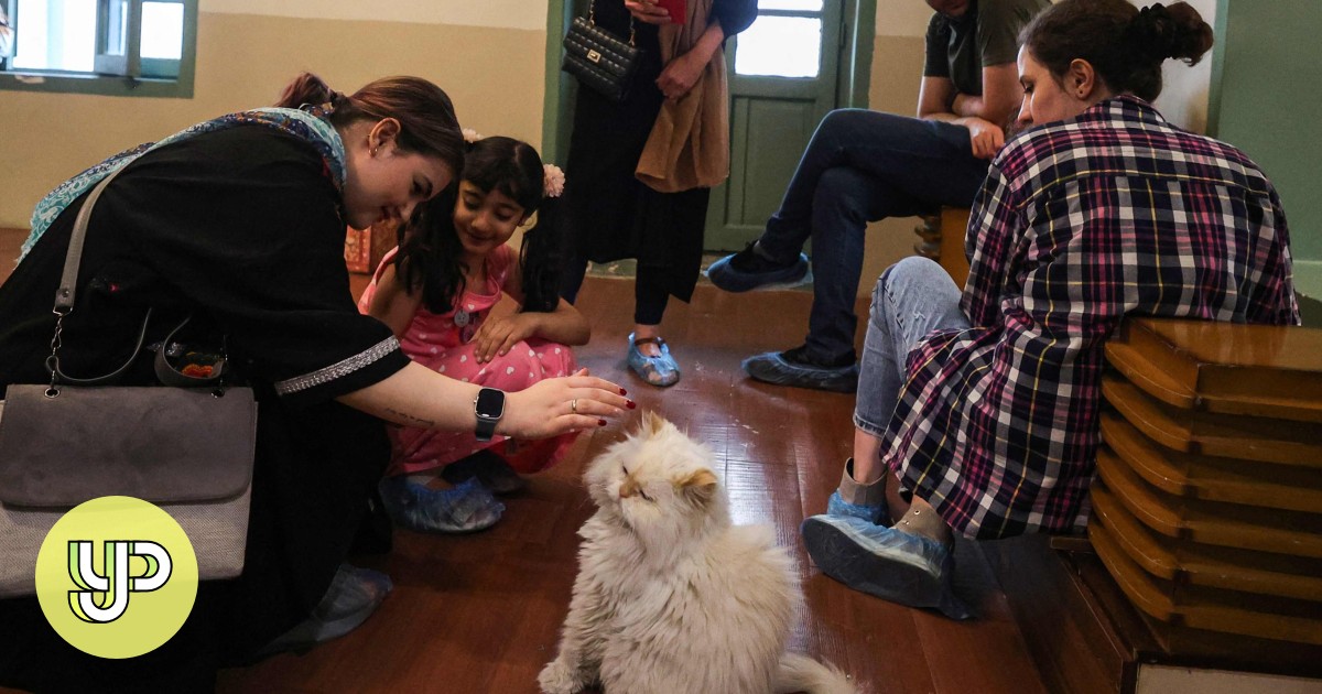 5-minute listening: Tehran ‘meowseum’ with Persians and other cats show ...