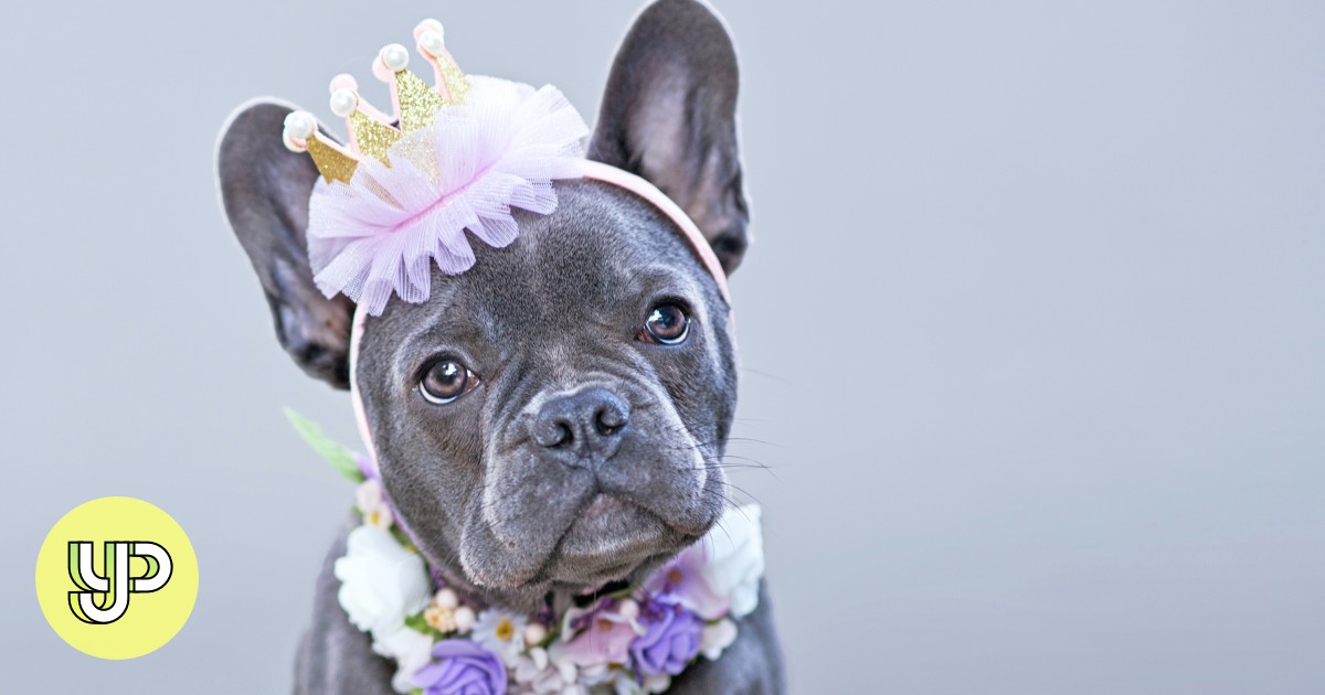 Shanghai restaurant caters to pampered pets with gourmet dog dinners ...