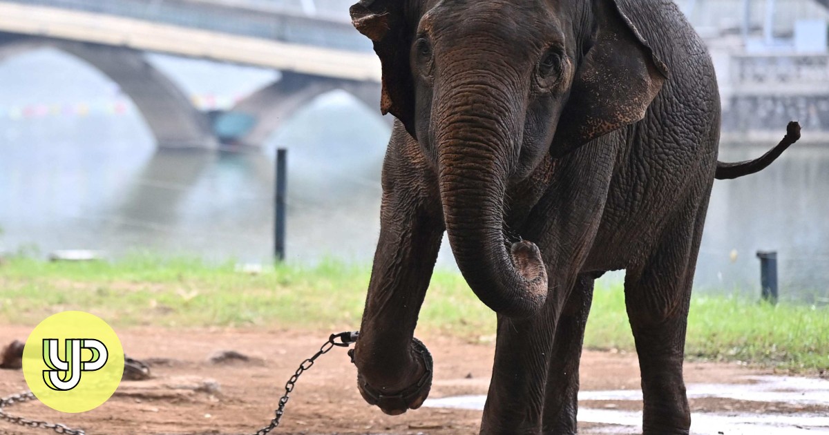 Activists demand release of chained elderly elephants at Hanoi zoo ...