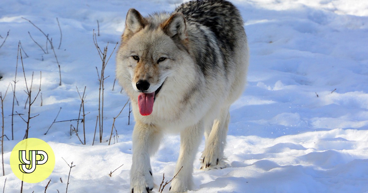 Wolves pose a threat to livestock in the EU; commission mulls ...