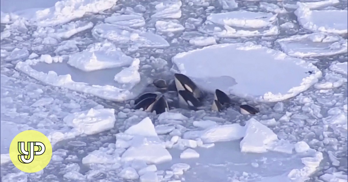Whale of a time as orcas trapped in drift ice off northern Japan in ...