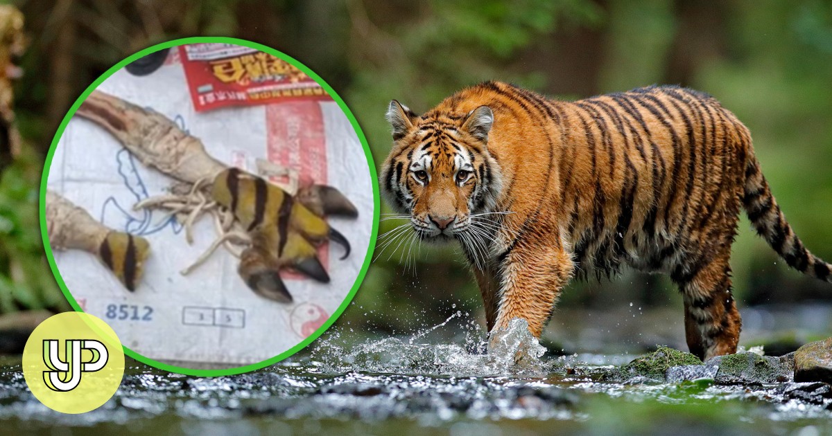 Study Buddy (Explorer): China vendors pass off painted ox bones as those of tigers - Young Post ...