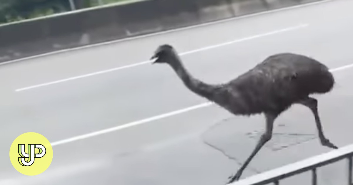 Hong Kong officials continue search for owner of a runaway emu captured ...
