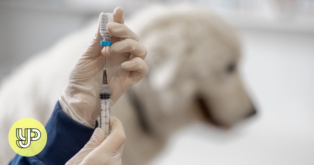 All you need to know about rabies – how the virus can affect the human ...