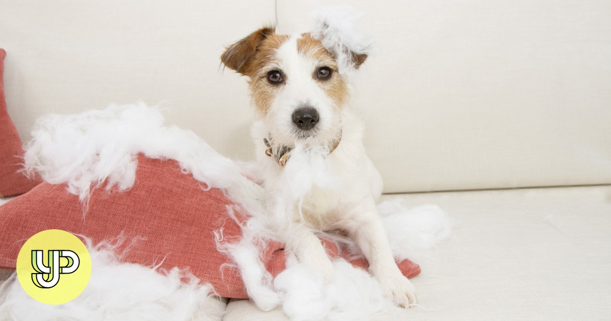 Why your dog chews the furniture and what it means about their mental ...