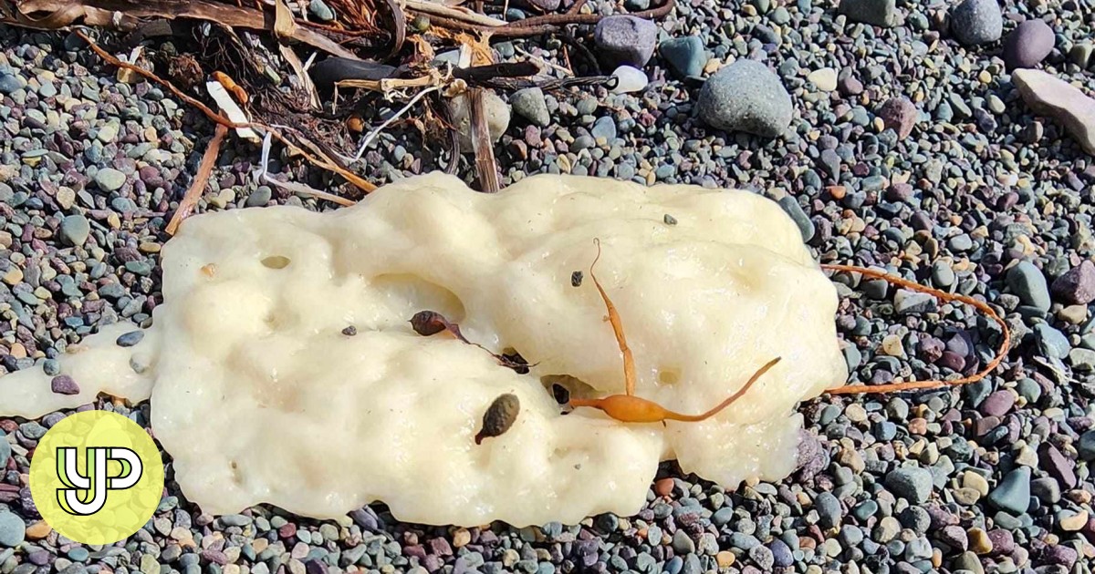 Globs on Canadian shores baffle scientists: alien poo, Olaf, pollution ...