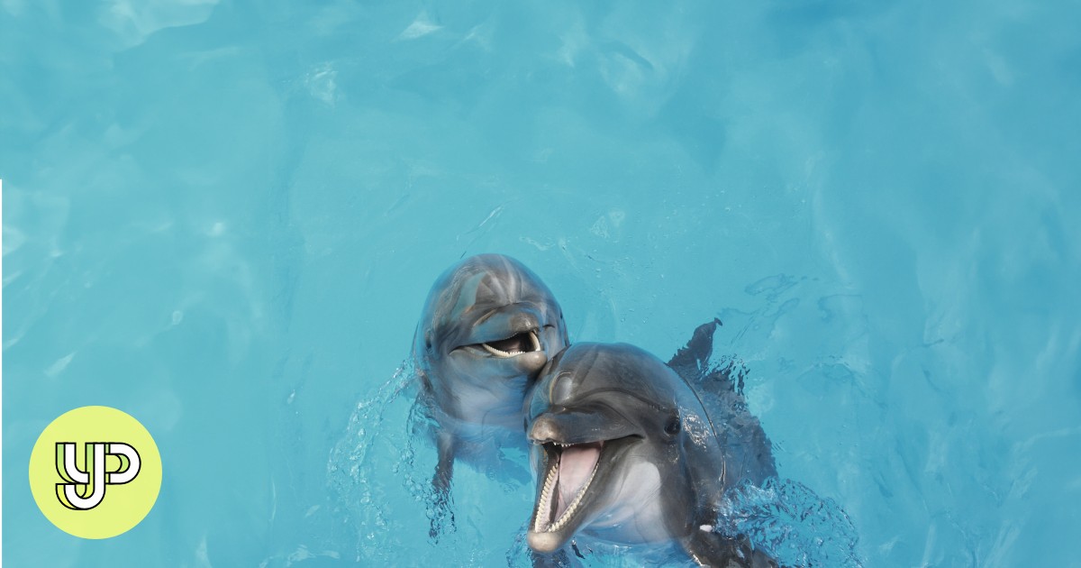 InfoSpark: Ethics of keeping dolphins in captivity - Young Post | South ...