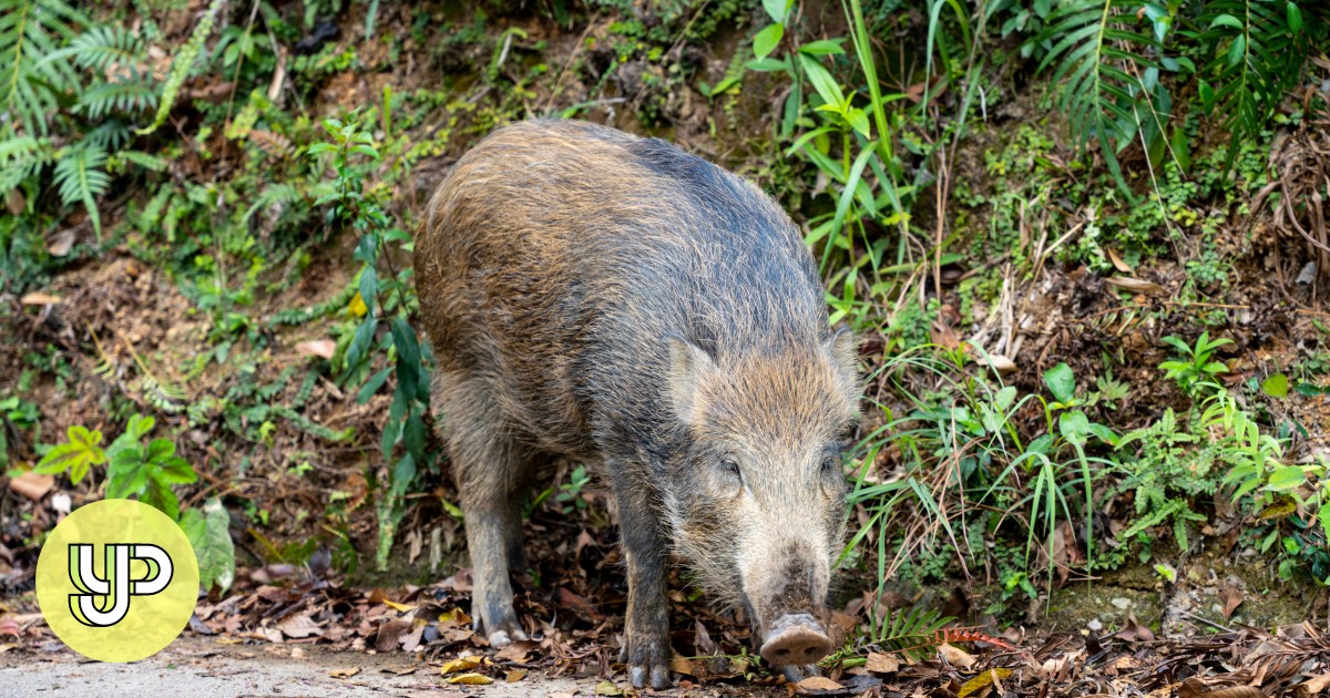 InfoSpark: Hong Kong’s wild boars – from forest phantoms to city ...
