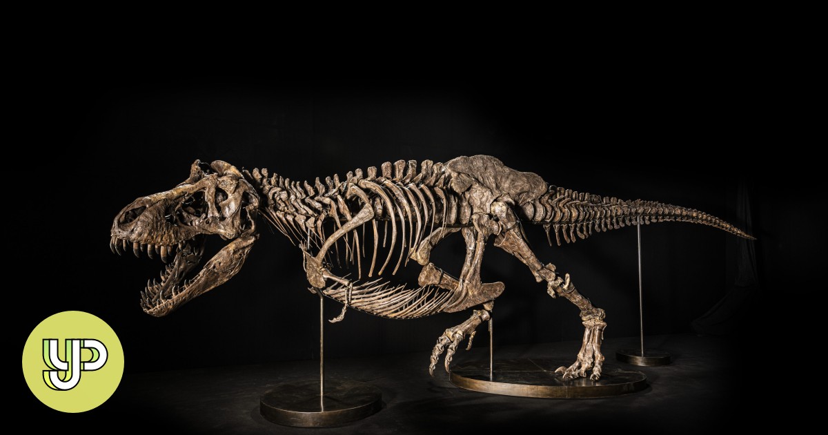 InfoSpark: 5 of the most expensive dinosaur fossils ever sold publicly ...
