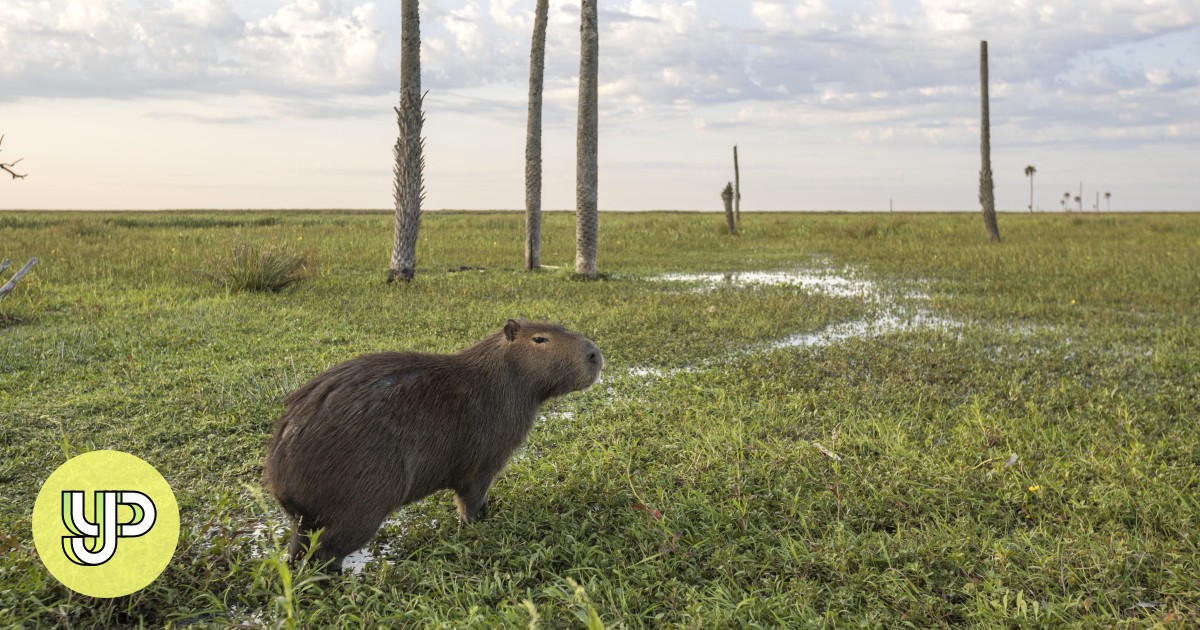 InfoSpark: Capybaras – the largest rodents - are fast gaining in ...