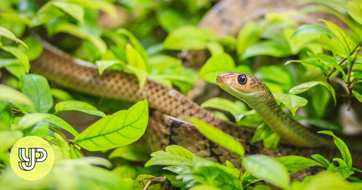 Celebrate World Snake Day with these fascinating facts about our ...