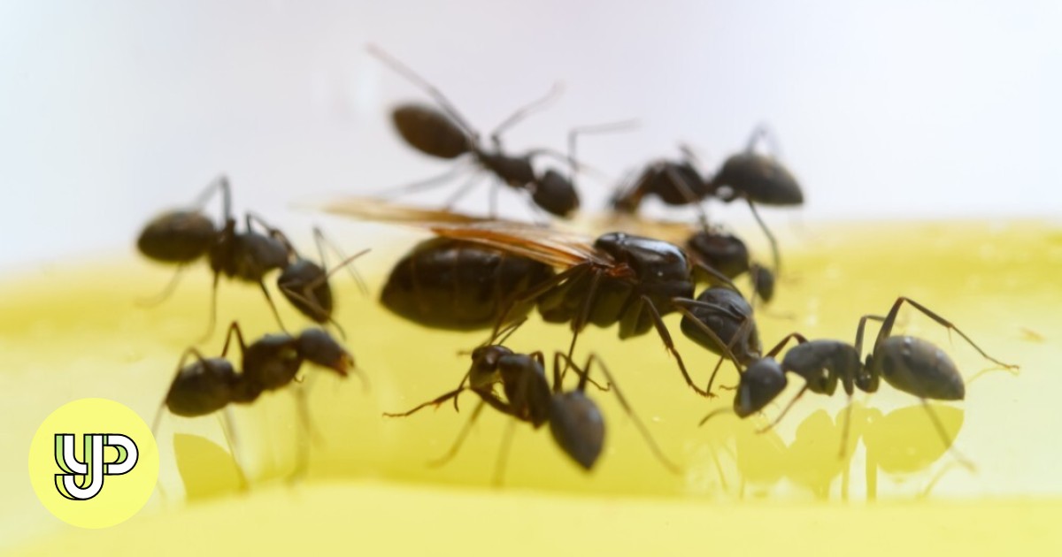 Listen and Learn with YouTube: Meet the ‘ant-repreneur’ who sells ants ...