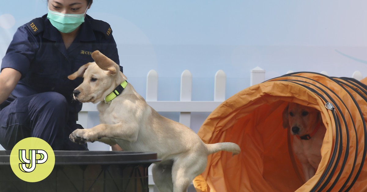 Meet Hong Kong’s newest crime fighters: six legendary good doggos of ...