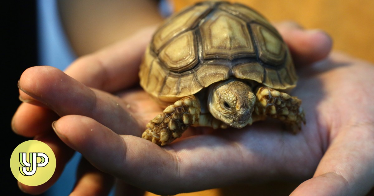 Pet parenting 101: A reptile that will really grow on you - Young Post ...