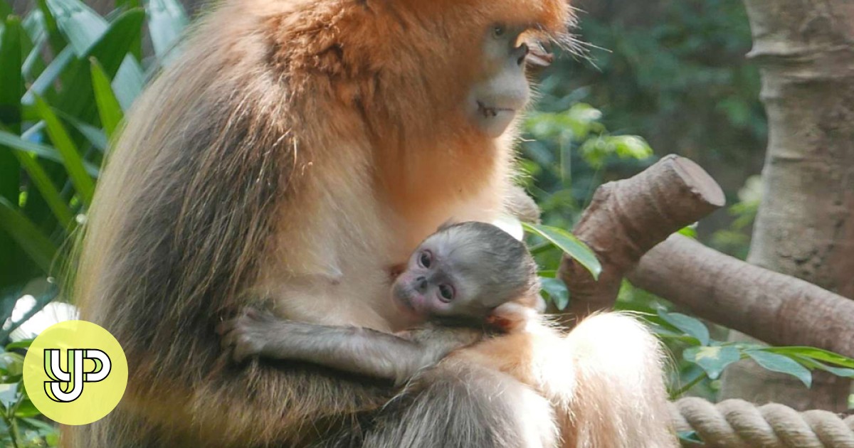 Good news for endangered species! Ocean Park greets newborn golden snub ...