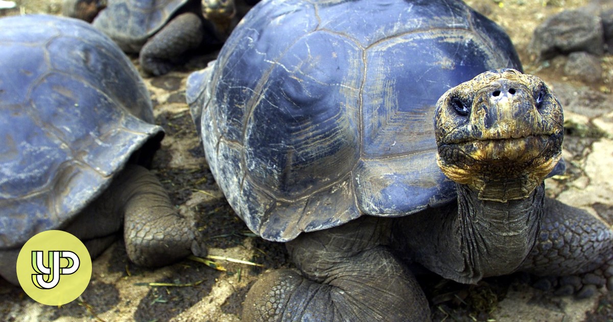 Charles Darwin’s theory of natural selection shows us that diversity is ...