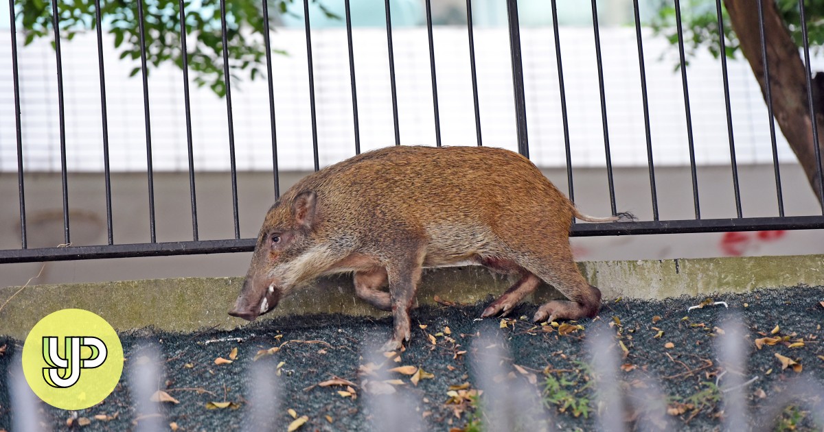 The University of Hong Kong on lookout for wild pigs after two attacks ...