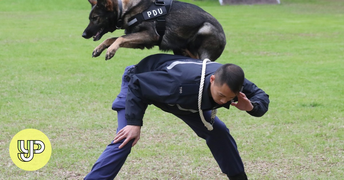 From patrolling the streets to saving us from explosives: the dogs on ...