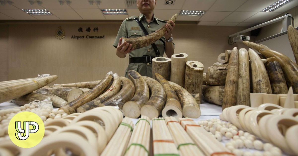 Good news: domestic ivory trade has ended; bad news: Ivory traders want ...