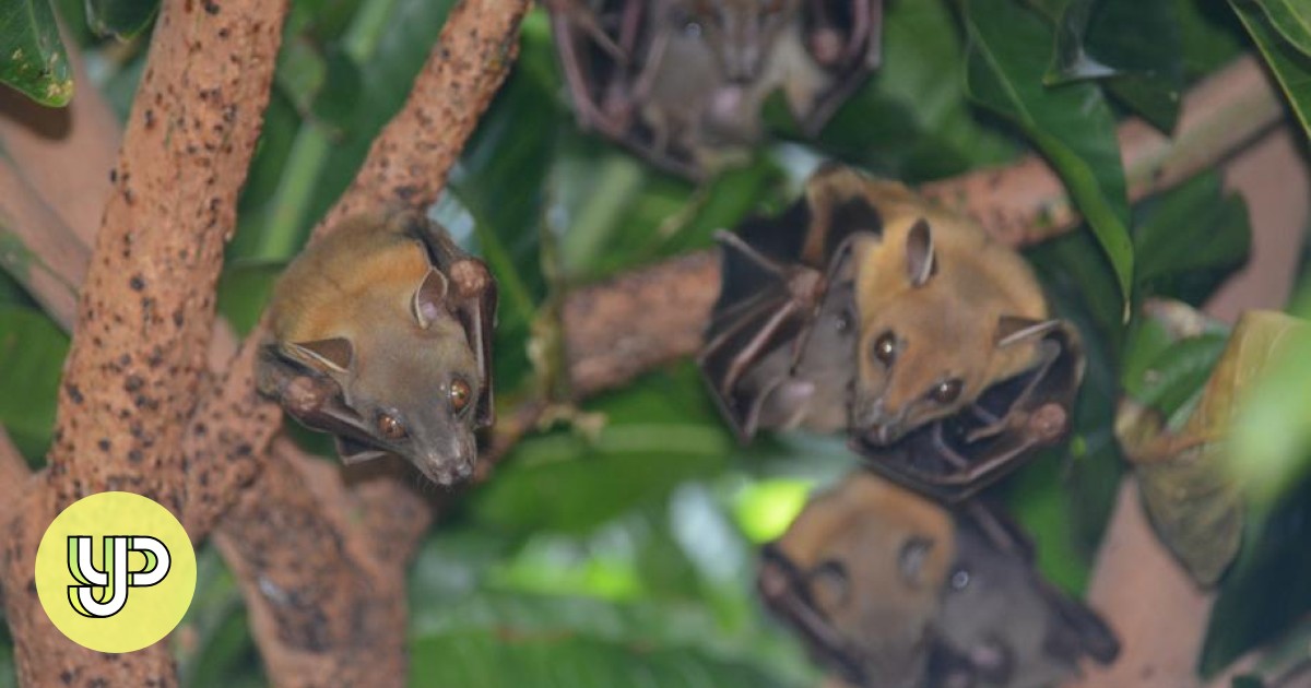 Here is why bats are crucial to maintaining balance of Hong Kong's ...