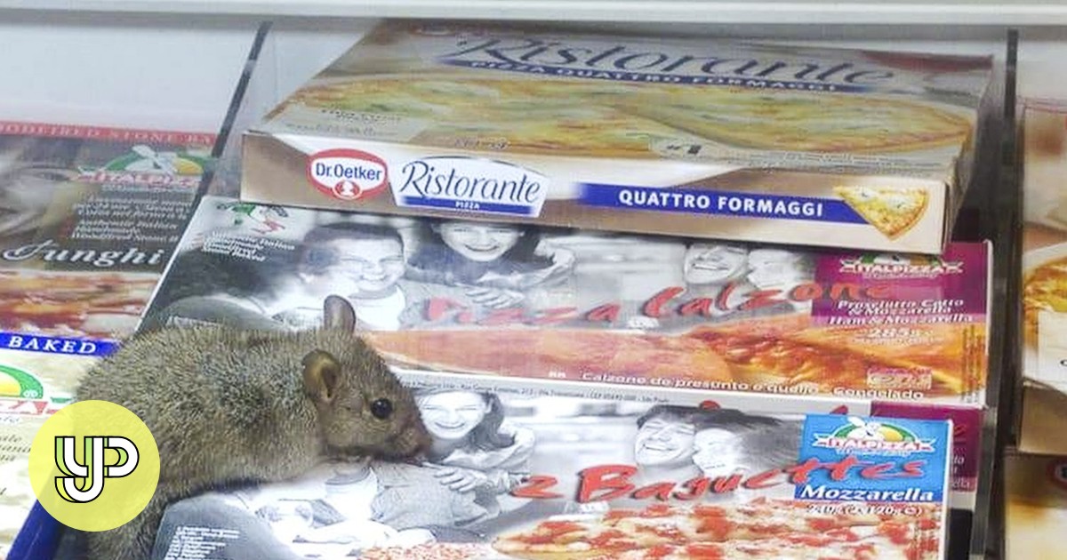 Rat problem in Hong Kong on the rise due to hot weather - Young Post ...