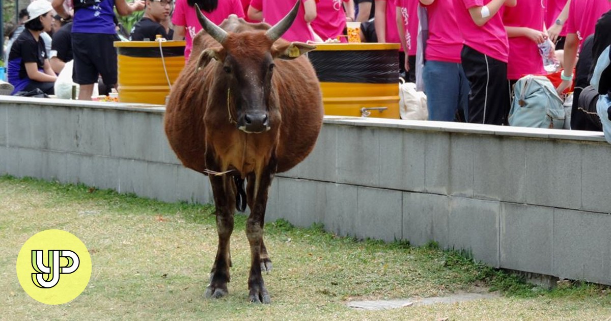 Plastic pollution leads to death of beloved HK bull: Billy was found ...