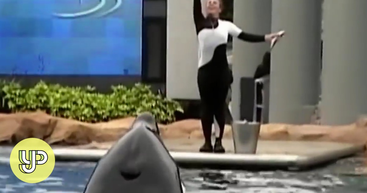 Blackfish inspires animal conservation [Review] - Young Post | South ...