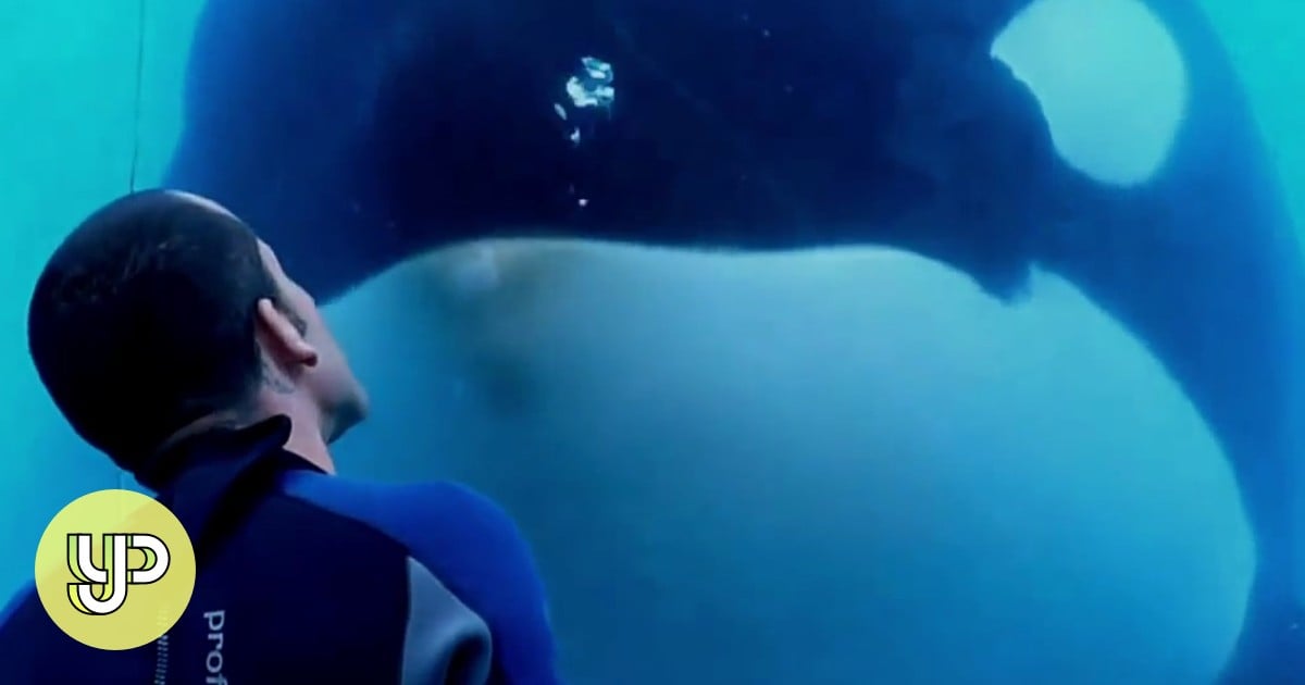 Blackfish reveals black truths [Review] - YP | South China Morning Post