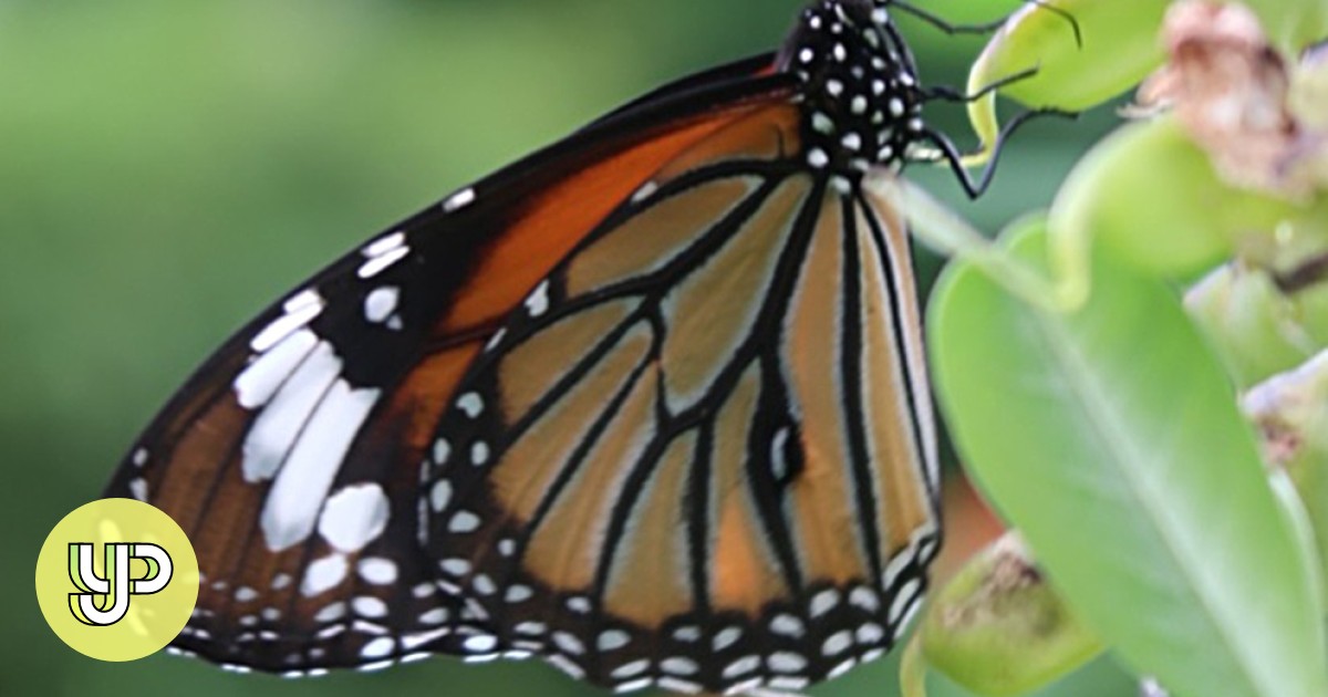 Pokemon Go for nature lovers? HK Inter-School City Nature Challenge ...