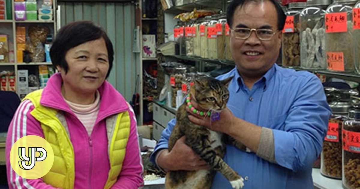 How a performing cat from a Wan Chai pharmacy became a viral hit online ...