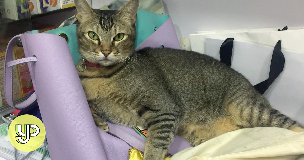 Pharmacy cat in Kwun Tong whips Hongkongers into a feline saving frenzy ...
