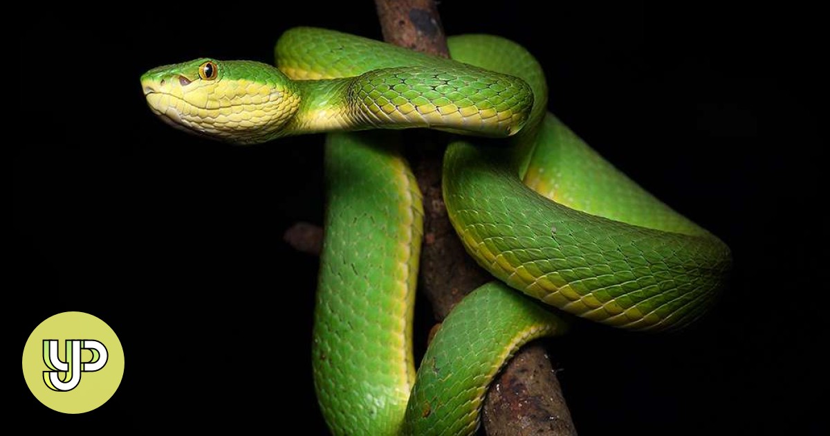 Sneaky snakes and friendly frogs, photographer Sam Yue brings us the ...