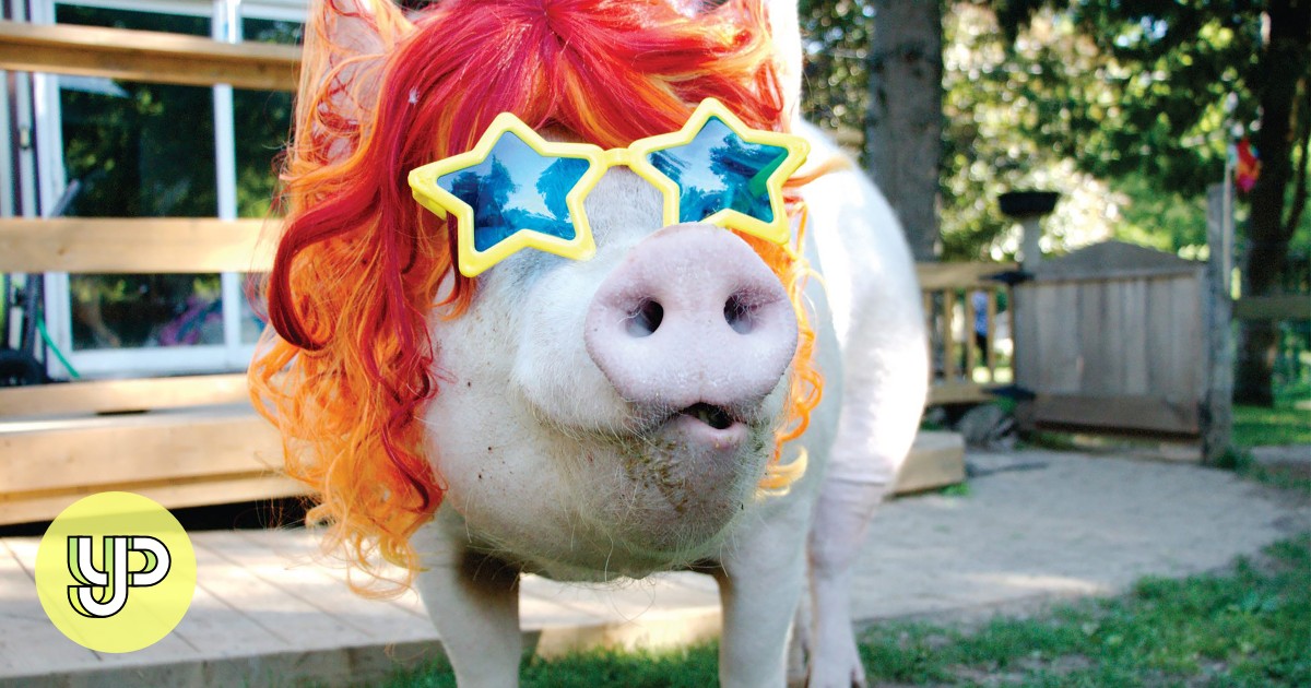 Year of the Pig 2019: Esther the Wonder Pig, Prissy and Pop and more ...