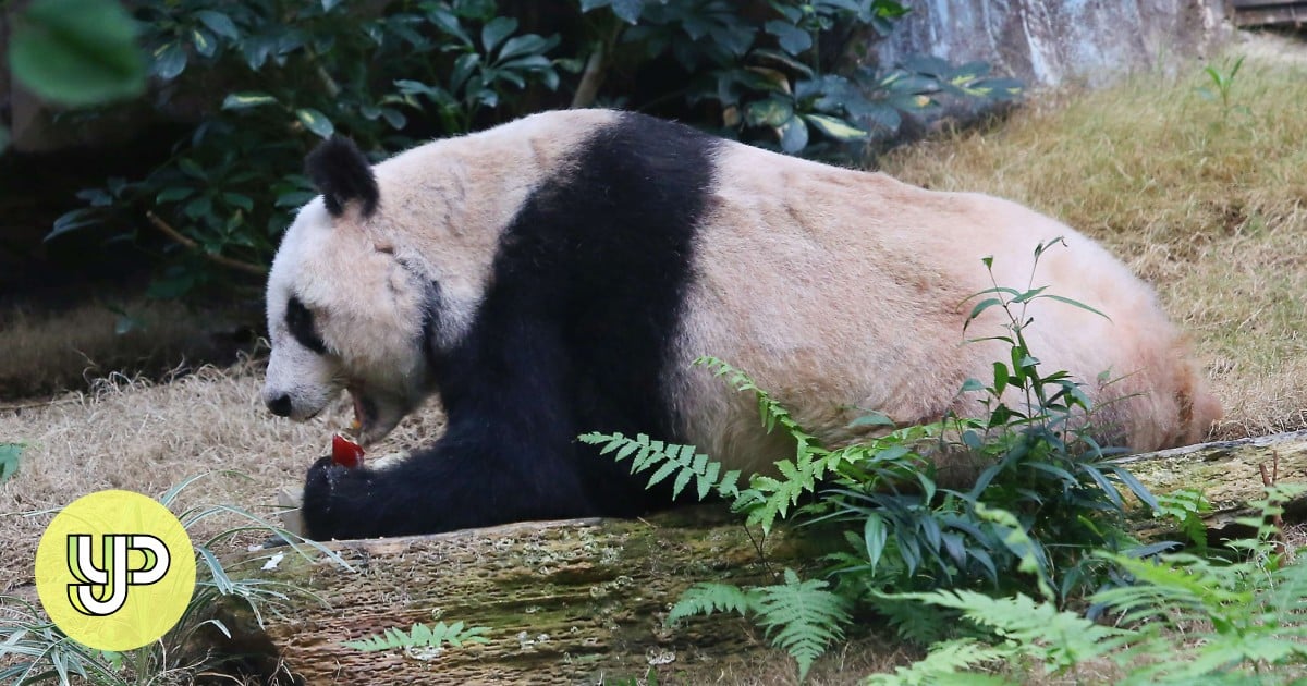 Euthanasia is immoral and against nature - Young Post | South China ...