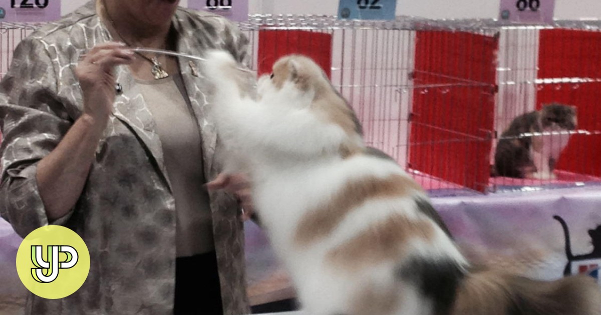 Students pitch in at the Spring Championship International Cat Fanciers ...