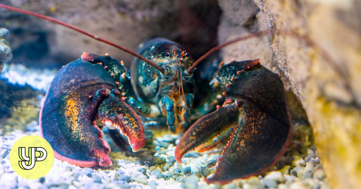 Lobster body armour: MIT professor looks to crustacean exoskeleton to ...