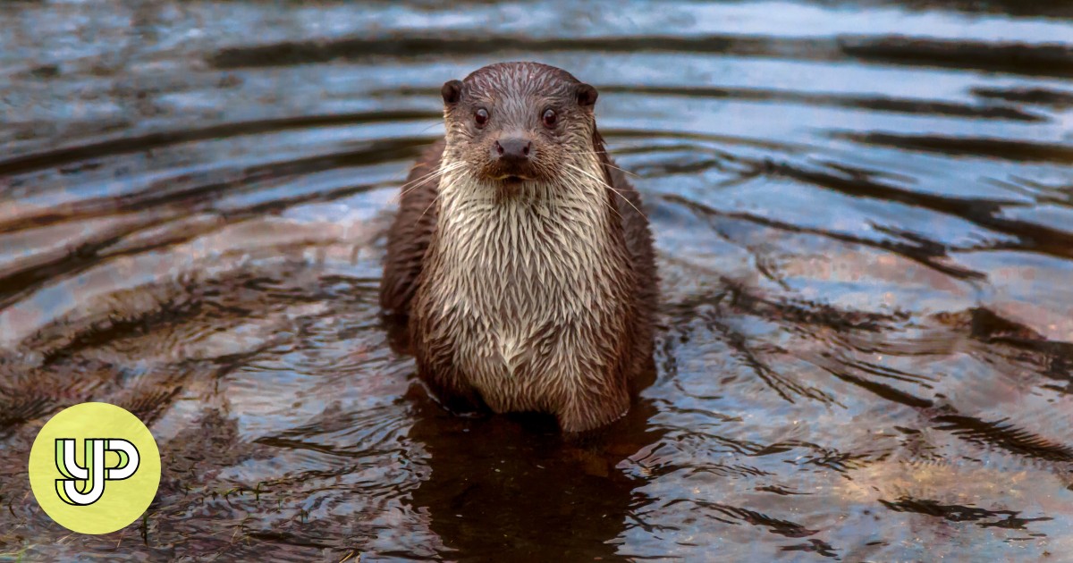 Fruit bats and otters and owls, oh my! Meet Hong Kong's amazing ...