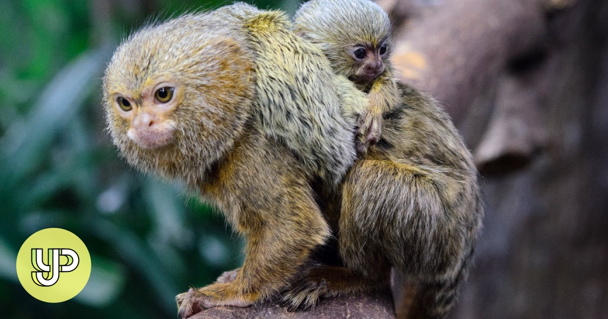 So Cute! Adorable monkey madness at Hong Kong Ocean Park - Young Post ...