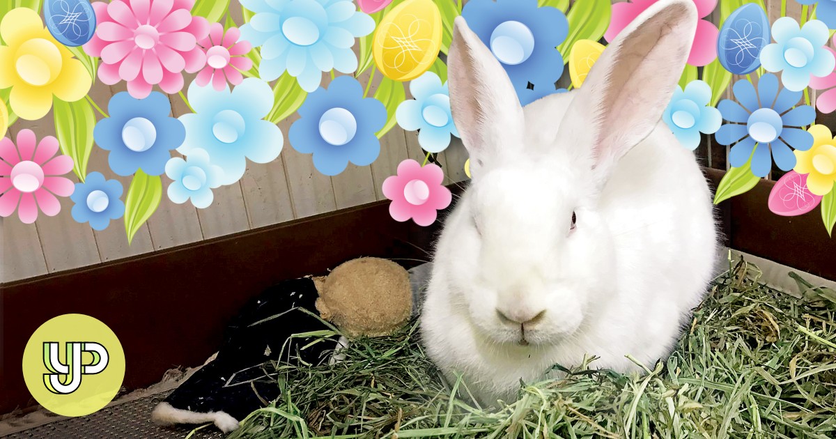 Before you take home a real Easter Bunny, read this beginner’s guide to ...