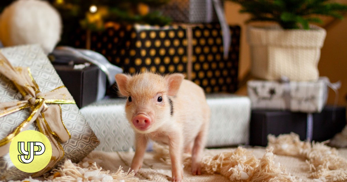 Year of the Pig 2019: These pigturesque Instagram accounts get to hog ...