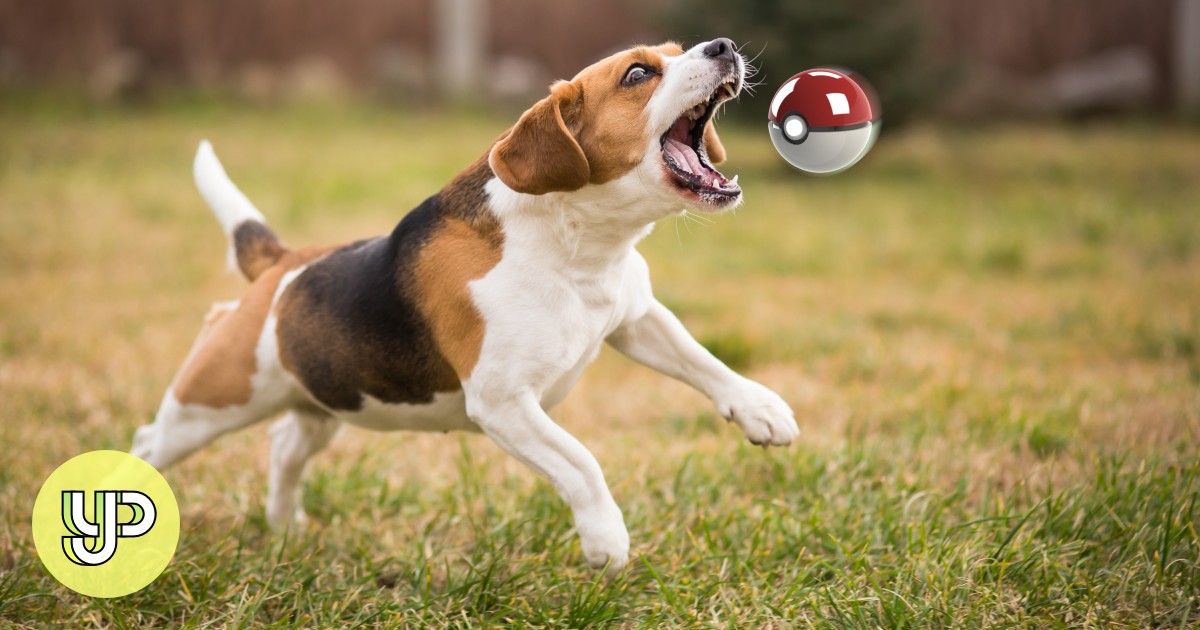 12 stages of if Pokemon Go was made for dogs - Young Post | South China ...