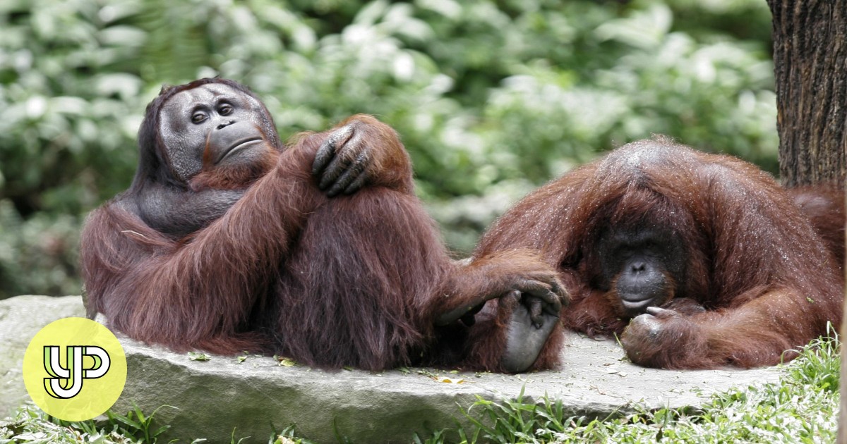 Animals belong to nature - Young Post | South China Morning Post