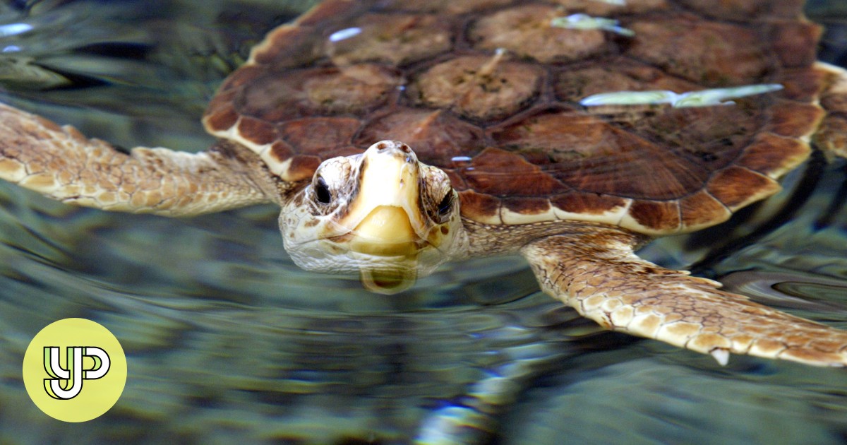 What did turtles evolve from? 228-million-year-old fossil found in ...