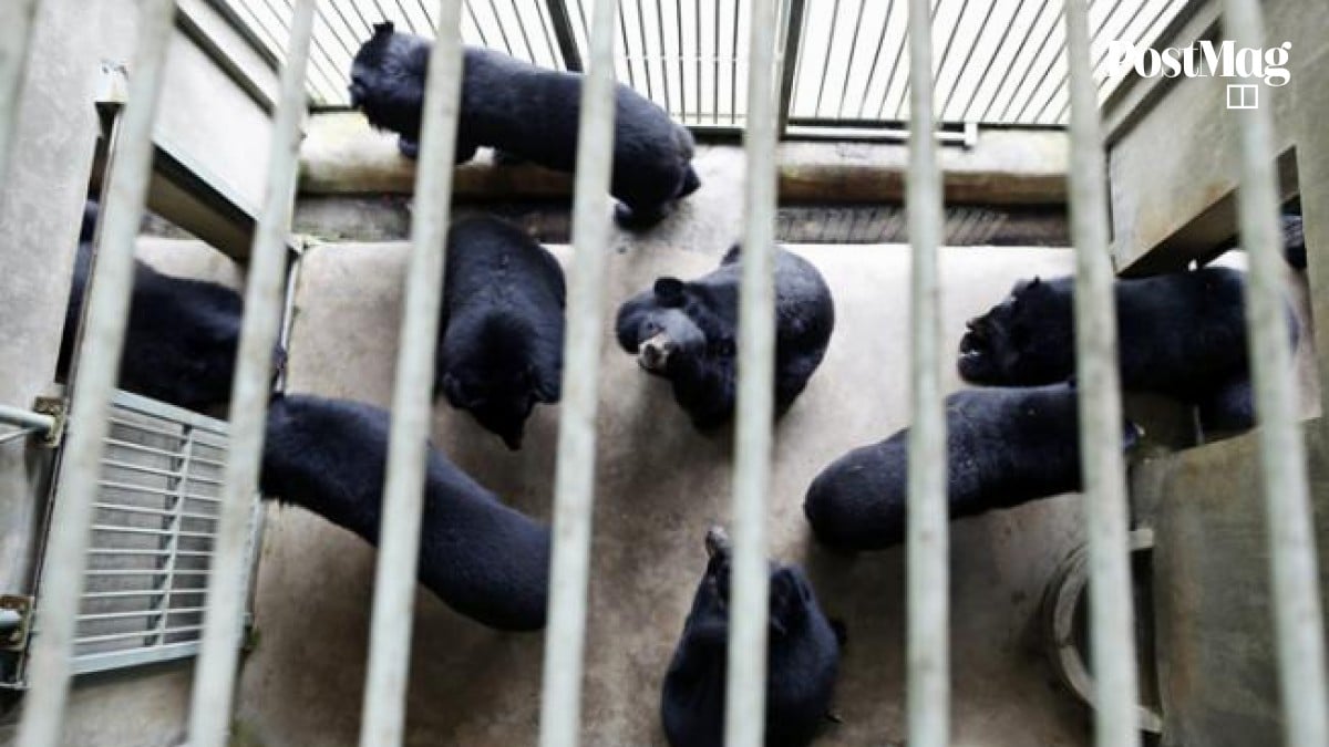 Rattled cages | South China Morning Post