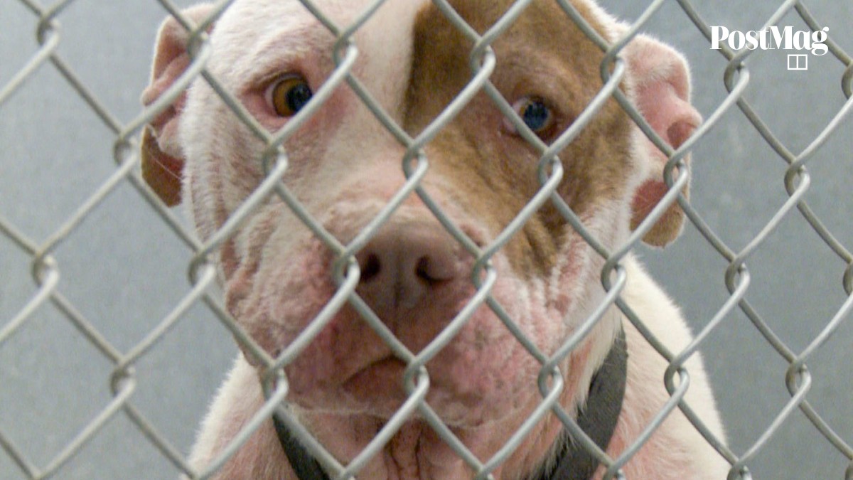 Channel hop | South China Morning Post