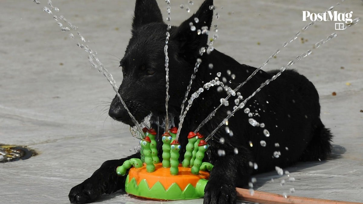 Heatstroke in dogs: a potential killer that's easy to avoid | South ...