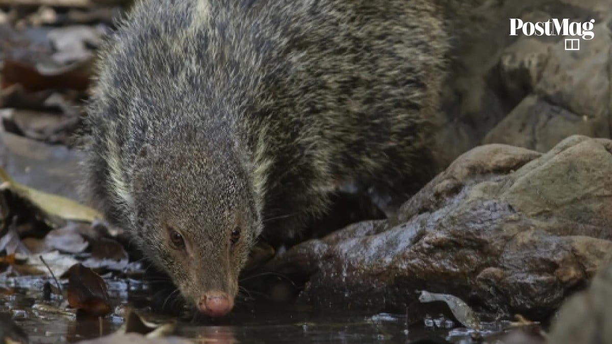 Turtle terror! Why Hong Kong should embrace its wild side | South China ...